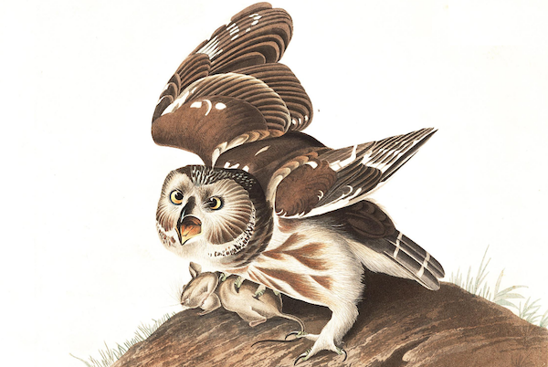 Aliens Among Us: A Brief History of the Owl ‹ Literary Hub