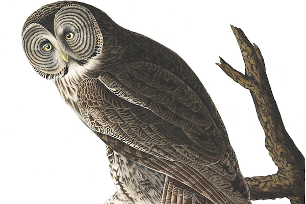 Aliens Among Us: A Brief History of the Owl ‹ Literary Hub