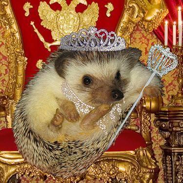 Queen Mob ‹ Literary Hub