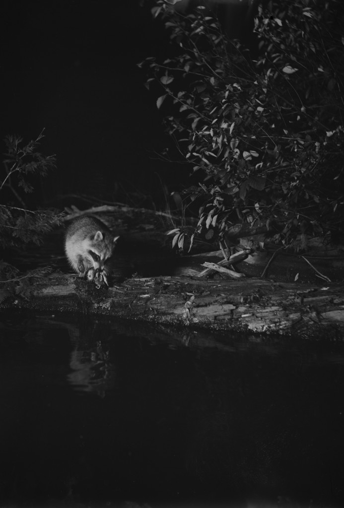 Literary Hub » The First-Ever Photographs of Animals at Night