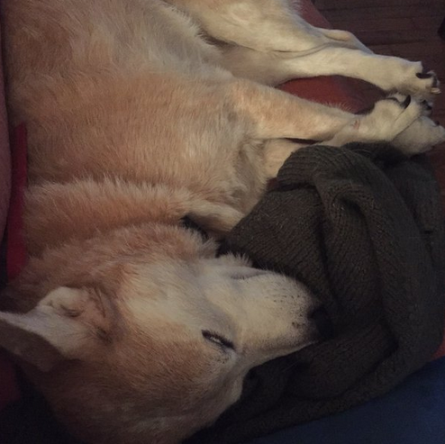 Literary Hub » jonnys unnamed dog