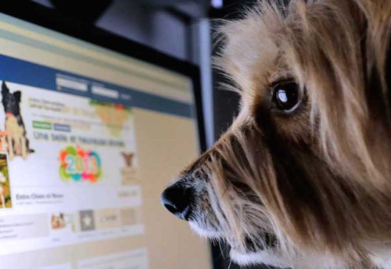 Literary Hub » animal internet