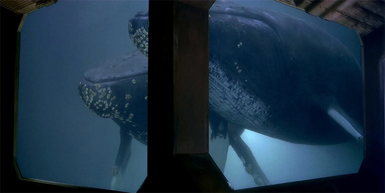 Literary Hub » Why Send Whale Song Into Space?