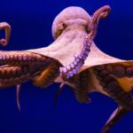 The Author Who Didn't Care to Be Remembered | Literary Hub