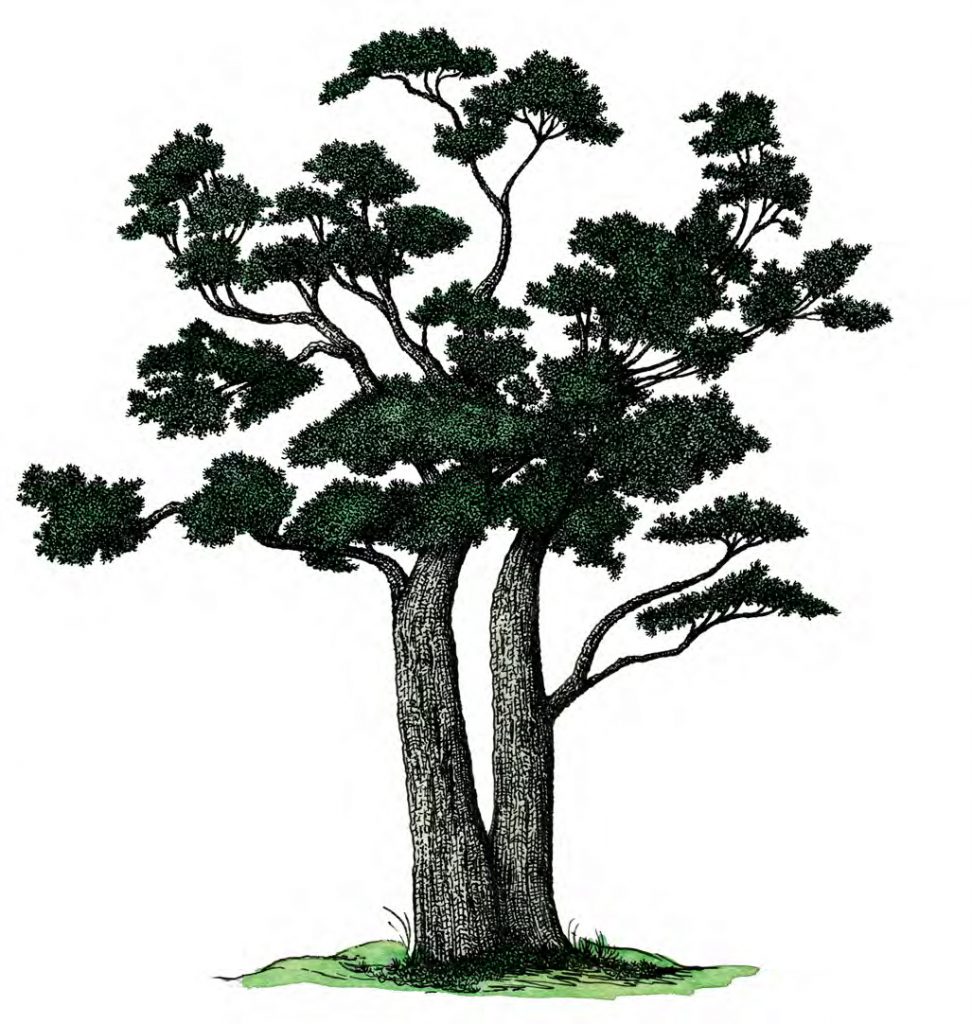 Literary Hub » Three Trees That Tell the Story of Ancient Cultures