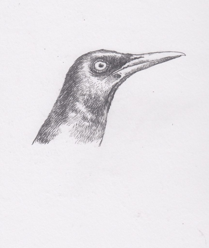 Edward Carey on Doing a Drawing a Day During Quarantine ‹ Literary Hub