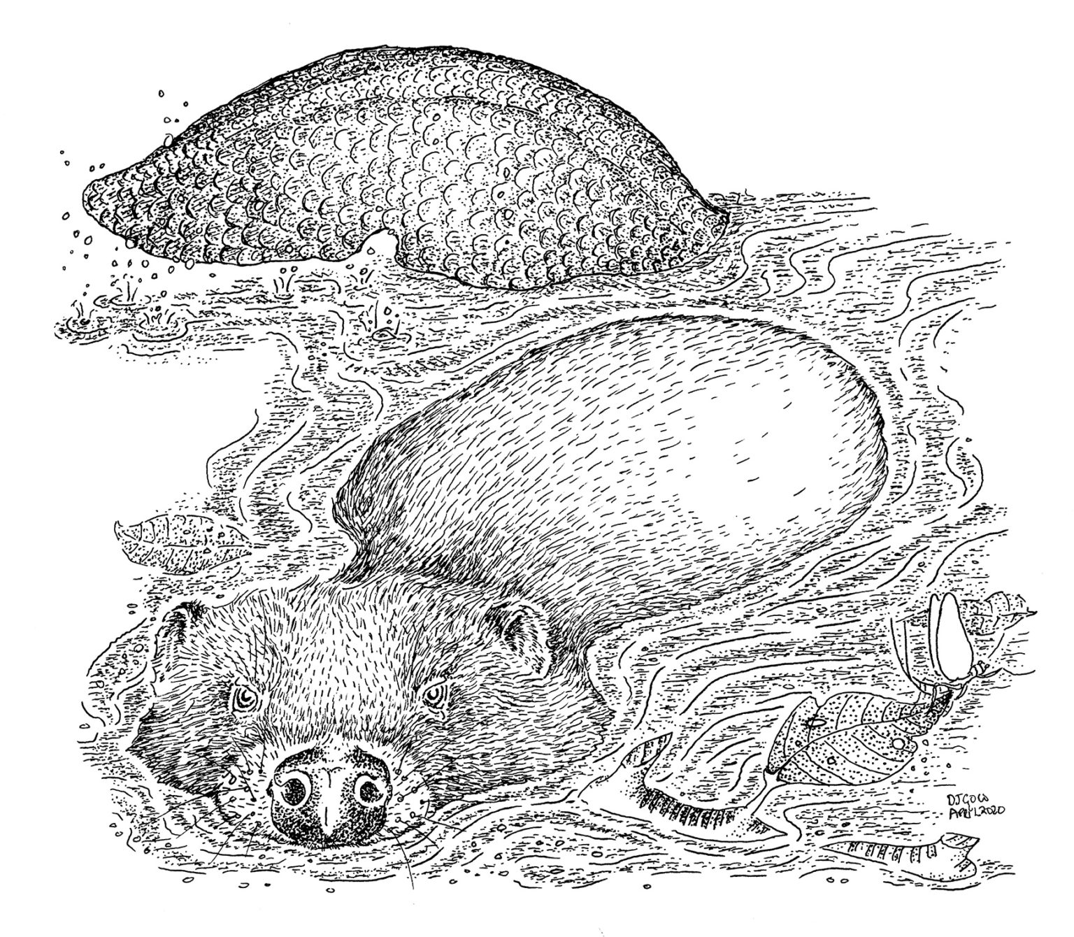 All Hail the Beaver, Mighty Linchpin of the Natural World ‹ Literary Hub