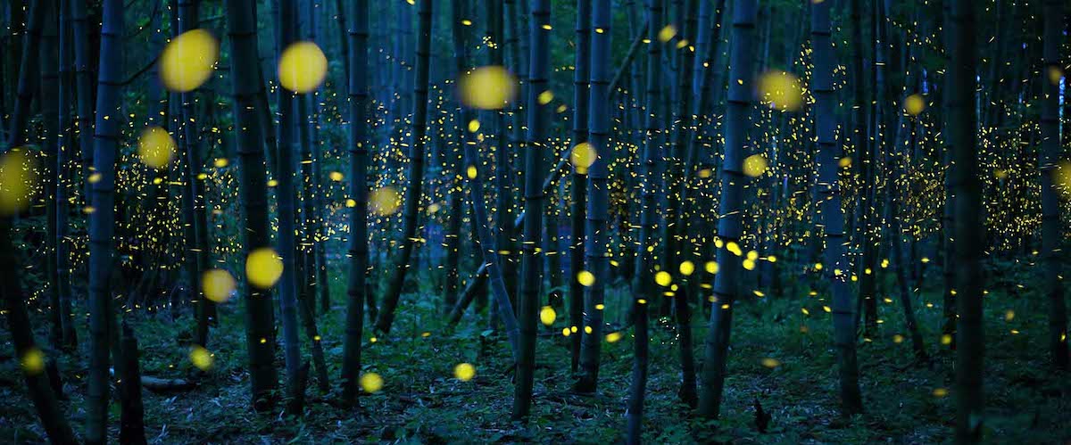 Two Poems from an Anthology of Radical Trans Poetics ‹ Literary Hub