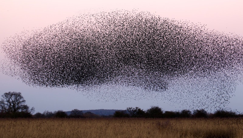 “When I Imagine All the Possibilities of the Swarm” ‹ Literary Hub