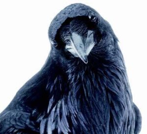 Literary Hub » A Compendium of Literary Ravens
