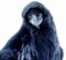 Literary Hub » A Compendium of Literary Ravens