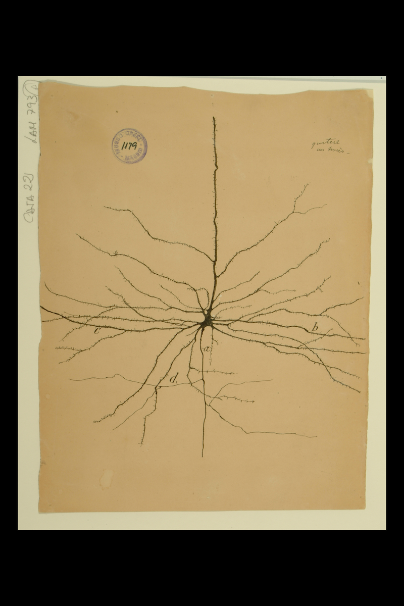 Literary Hub » The Mysterious Man Who Discovered Neurons and Changed ...