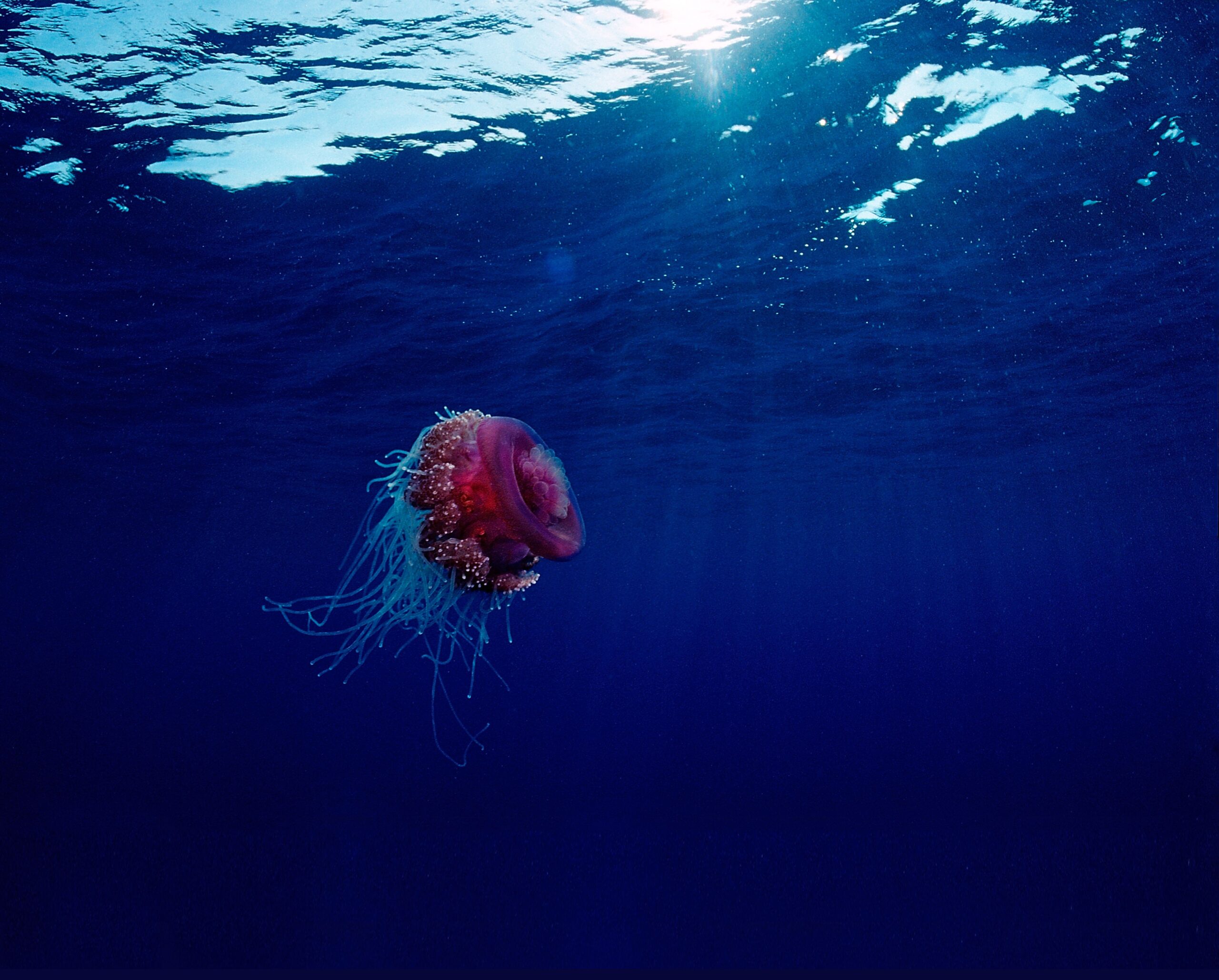 Literary Hub » Living Fossils: Inside the World of Jellyfish