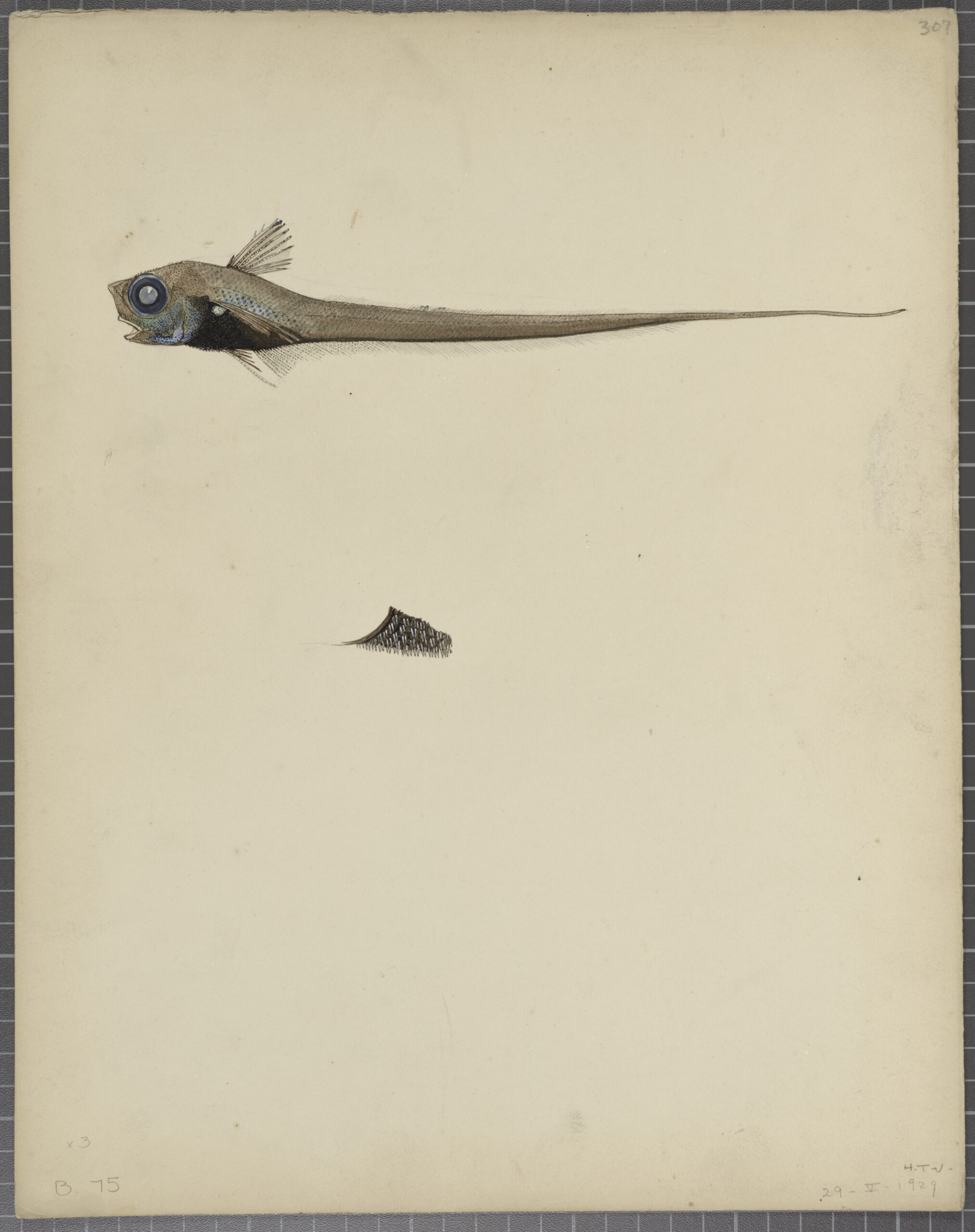 Literary Hub » “A Solid, Blue-Black World.” What William Beebe Found at ...