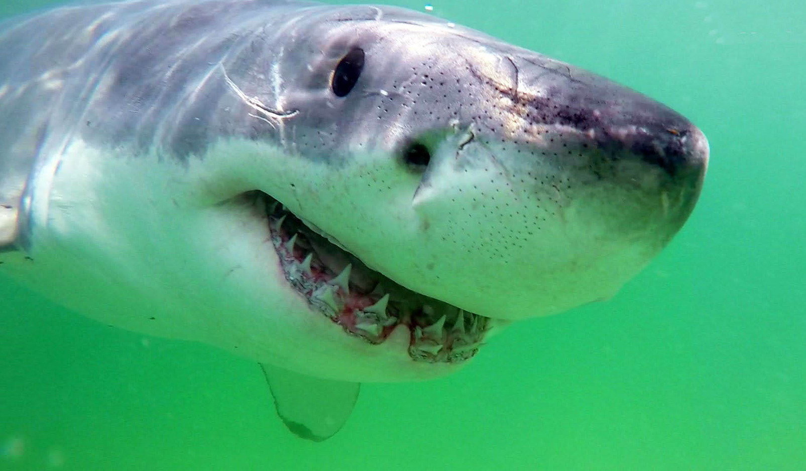 Literary Hub » When Predator Becomes Prey: Why Sharks Need Protection ...
