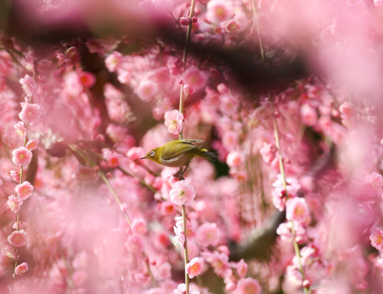 Literary Hub » The Tale of Genji: A Visual Journey Through the World’s ...