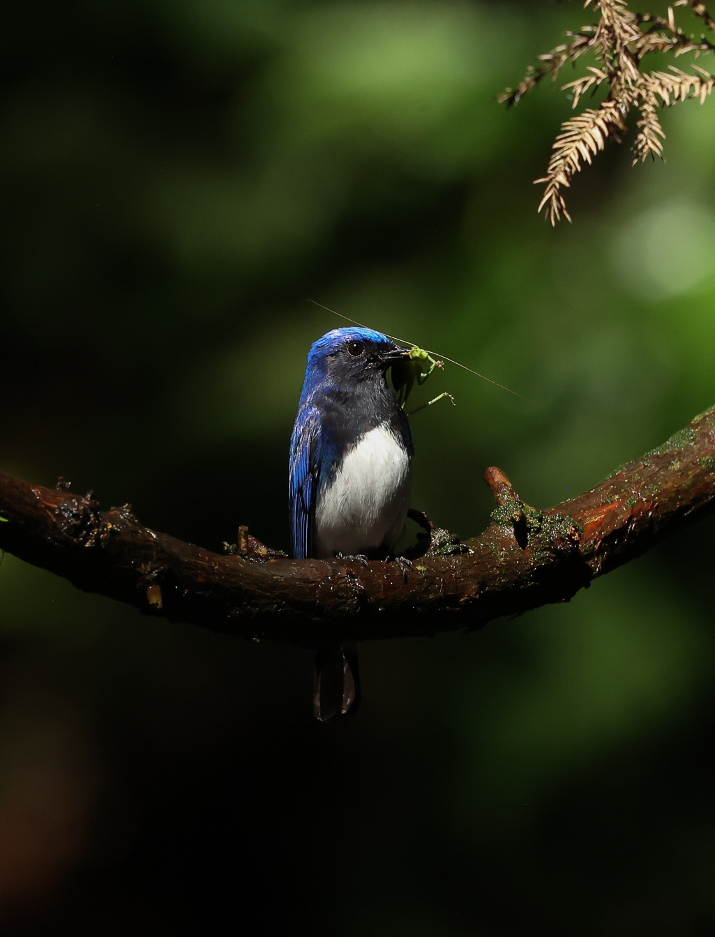 The Tale of Genji: A Visual Journey Through the World’s First Novel ...