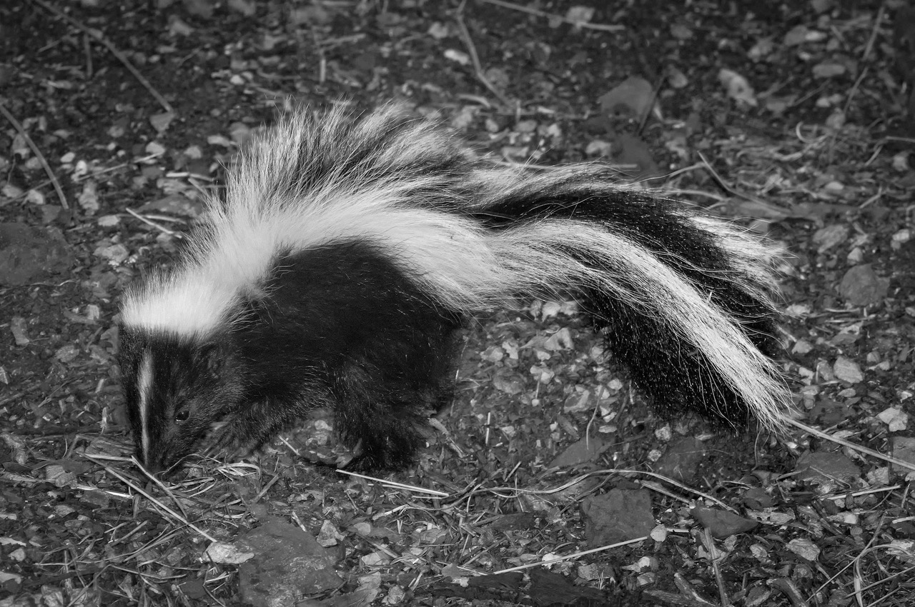 Fashionably Monochrome Mammals: On the Pleasures of Watching Skunks ...