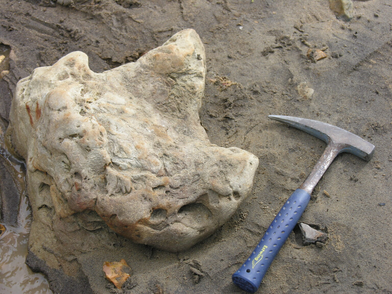 Literary Hub » The Great Dying: How Mass Extinction Made the Dinosaurs