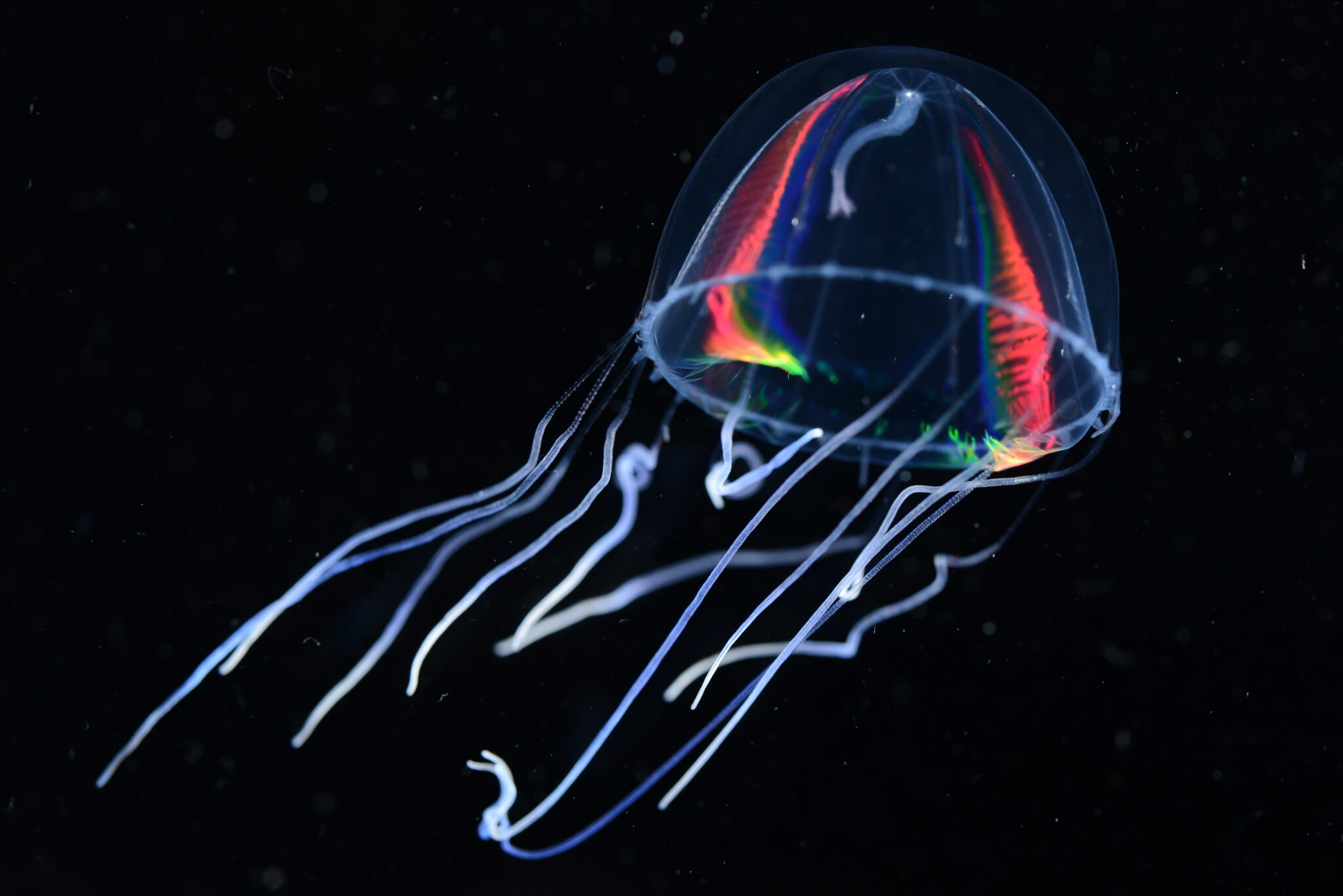 Literary Hub » Meet the Ocean’s Remarkable See-Through Animals