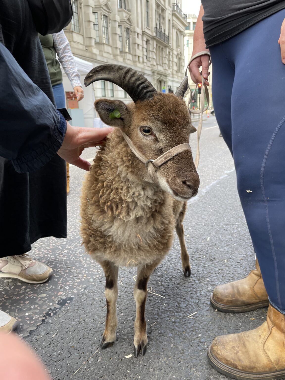 Literary Hub » What’s With All the Sheep on Book Covers?