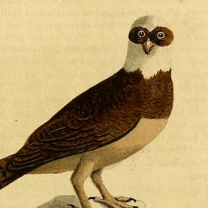 The Maltese Falcon: The Best Covers, Ranked | CrimeReads